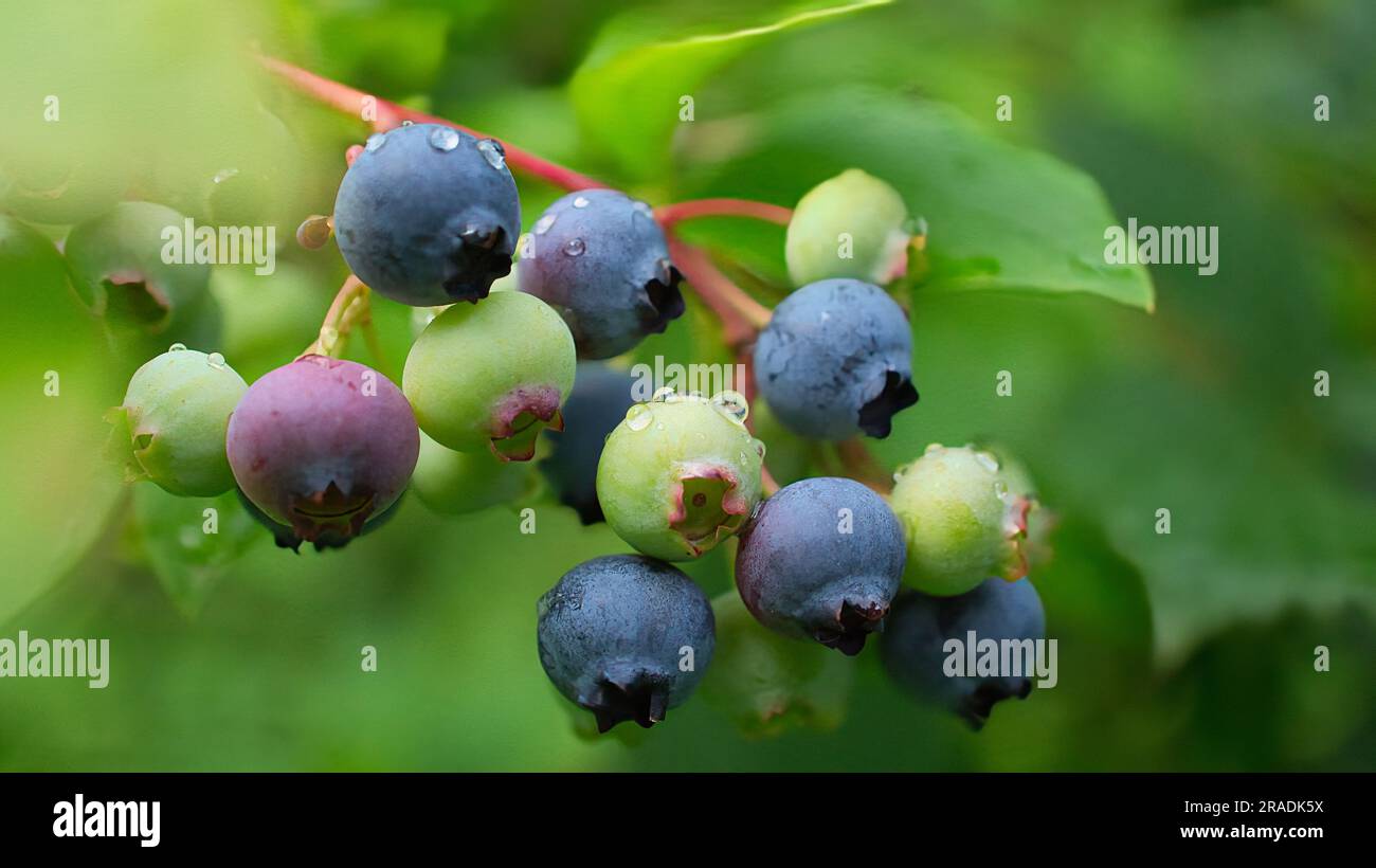 Blueberry on the bush, purple-blue fruits. Fruits with green leaves ...