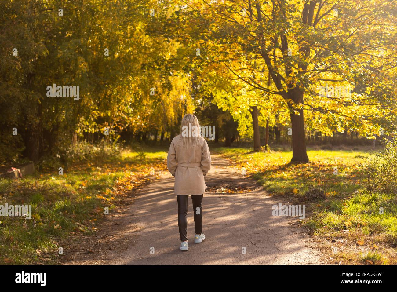 Two paths fork forest hi-res stock photography and images - Alamy