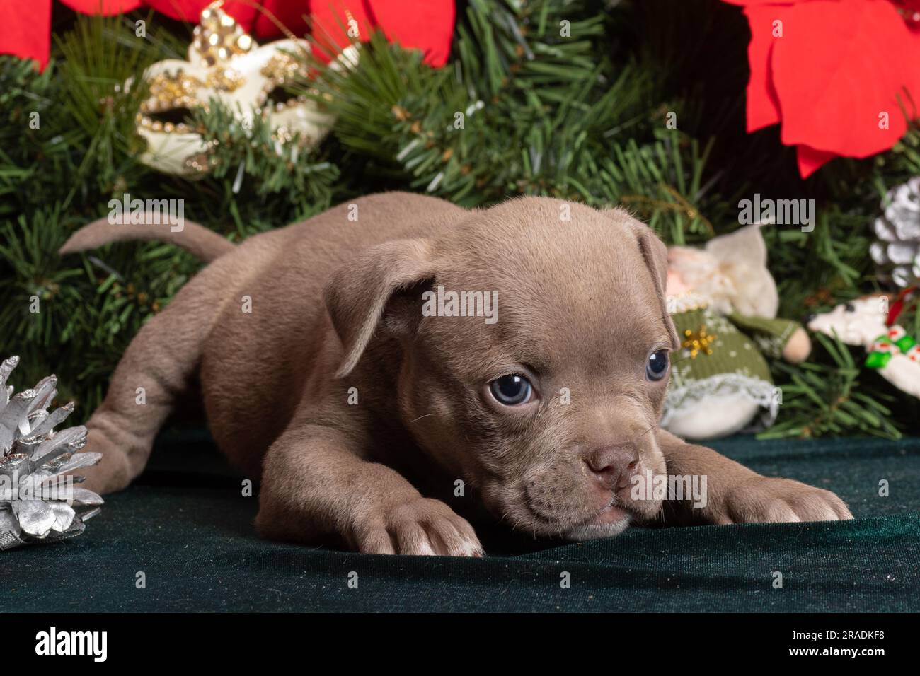 Little cute American Bully puppy lying next to a Christmas tree and ...