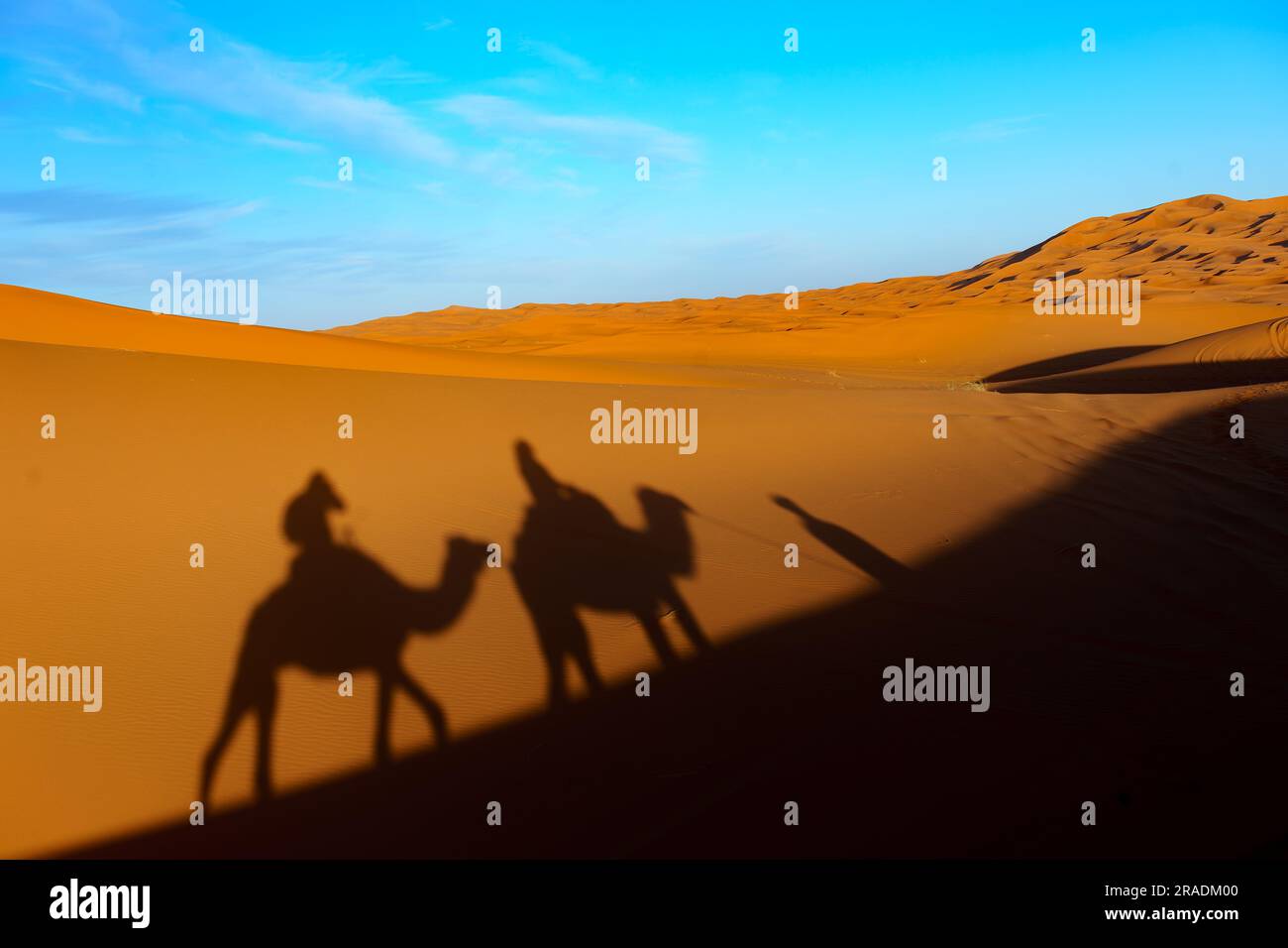 North Africa. Morocco. Merzouga. Tourists take a camel ride in the ...