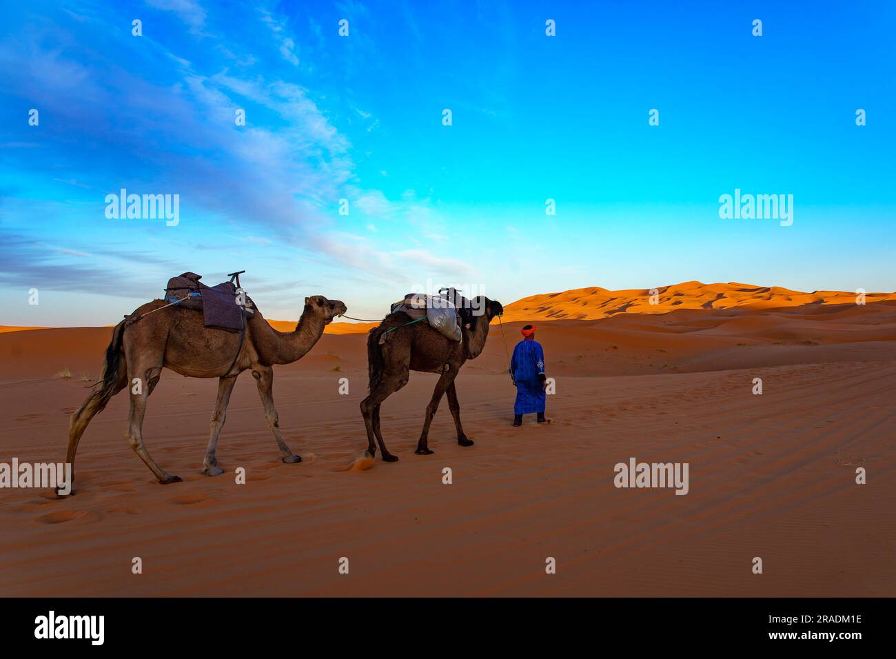 North Africa. Morocco. Merzouga. Camel caravan through the sand dunes in the Sahara Desert Stock ...