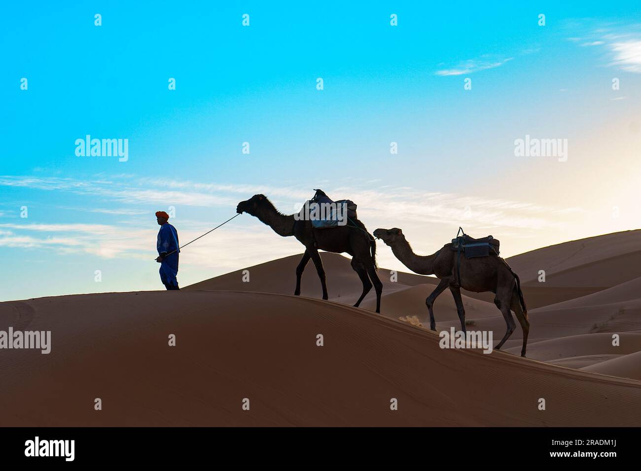 North Africa. Morocco. Merzouga. Camel caravan through the sand dunes in the Sahara Desert Stock ...
