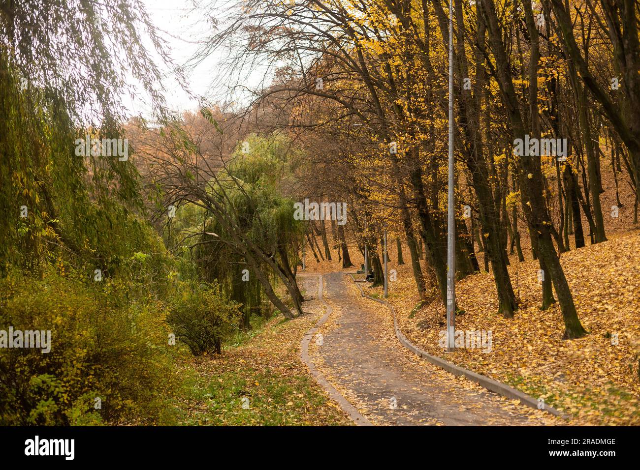 Maple tree with yellow, red and orange foliage in fall forest. Calm ...