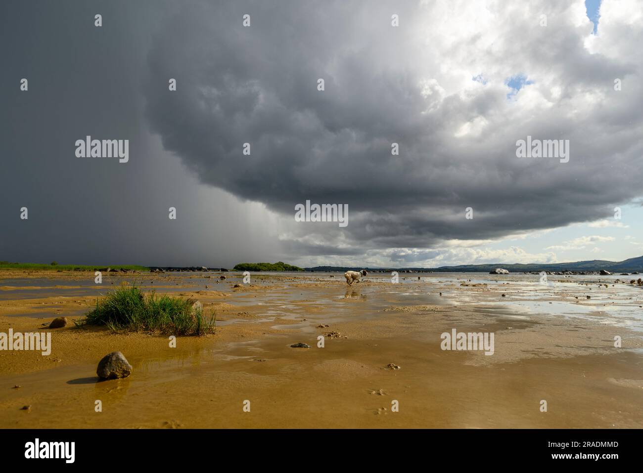 Dog in thunderstorm, Lough Cullin, County Mayo, Ireland Stock Photo - Alamy