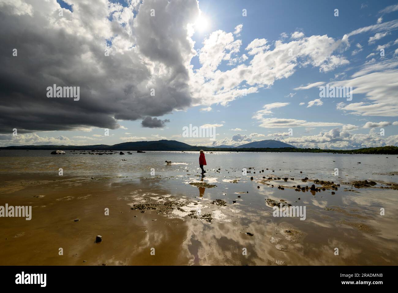 Woman walking dog on the shore of Lough Cullin, Pontoon, County Mayo ...