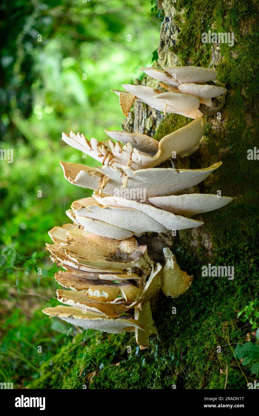 White tree fungus, stacked, tiers Stock Photo - Alamy