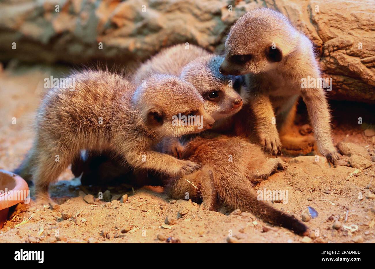 Rostock, Germany. 03rd July, 2023. The four little meerkats are out and ...