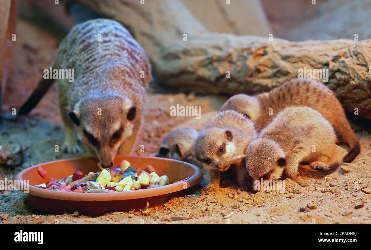 Rostock, Germany. 03rd July, 2023. The four little meerkats are out and ...