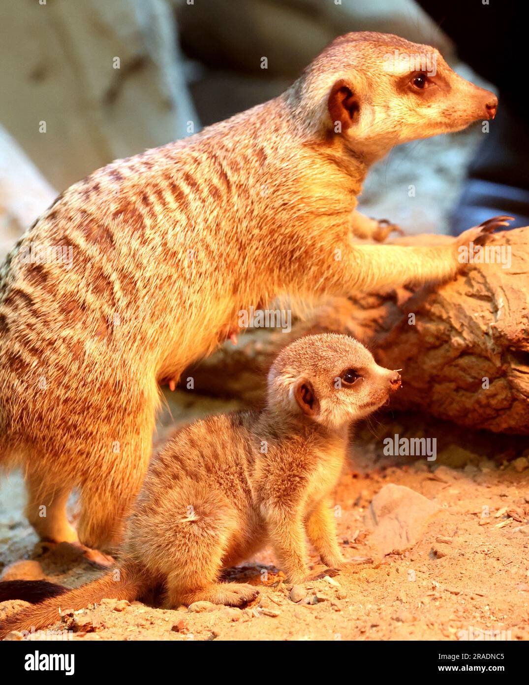 Rostock, Germany. 03rd July, 2023. One of the four little meerkats is ...
