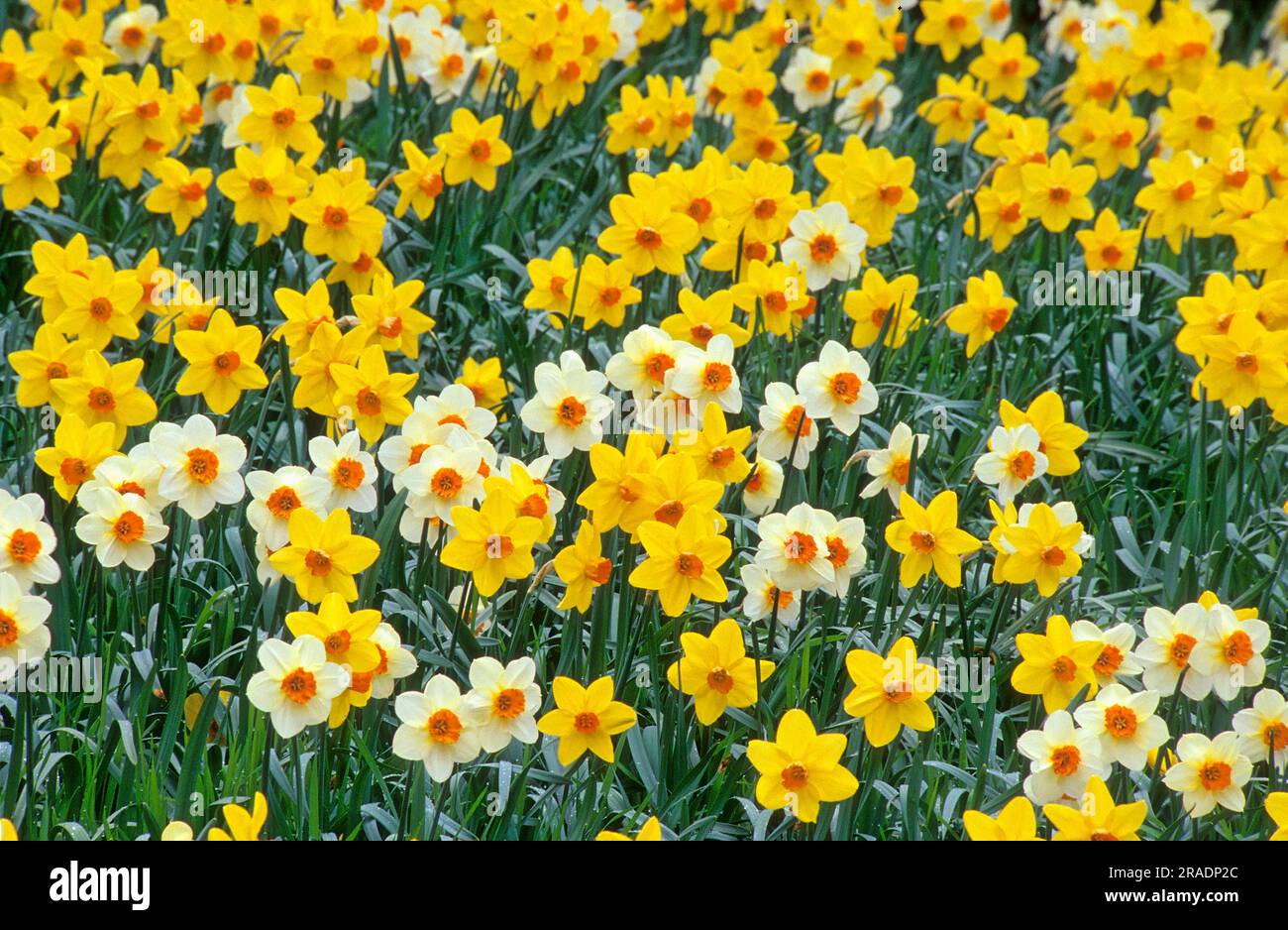 Bed with daffodils, yellow narcissus, daffodil, jonquil), wild daffodil ...