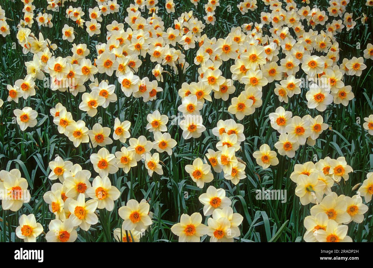 Bed with daffodils, yellow narcissus, daffodil, jonquil), wild daffodil ...