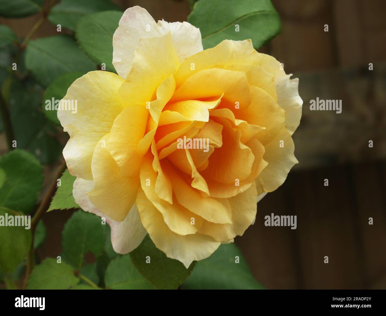 Plant hybrid hi-res stock photography and images - Alamy