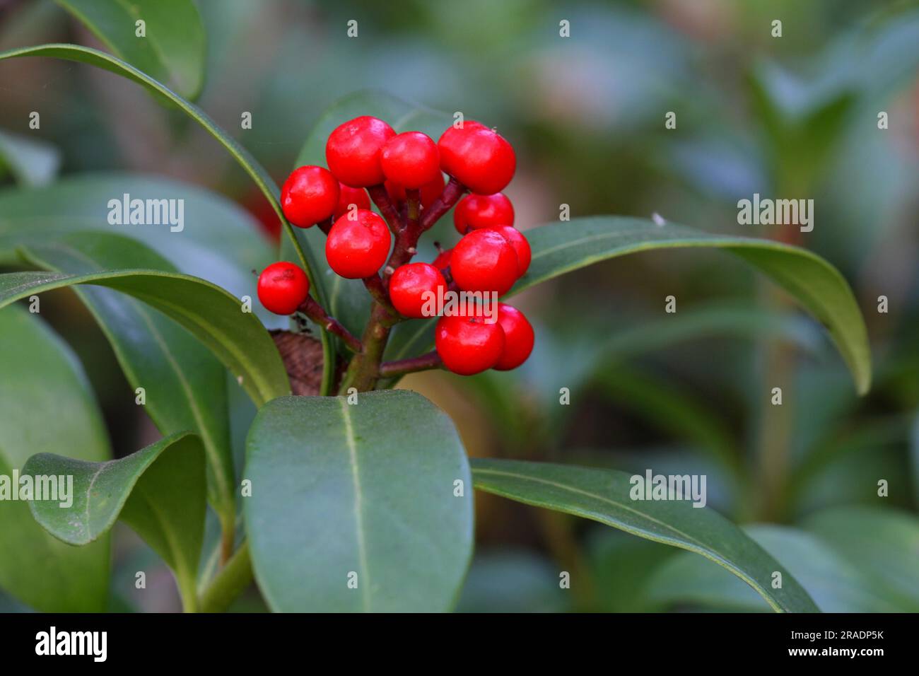 Fruits of the Shikimi bush Stock Photo - Alamy