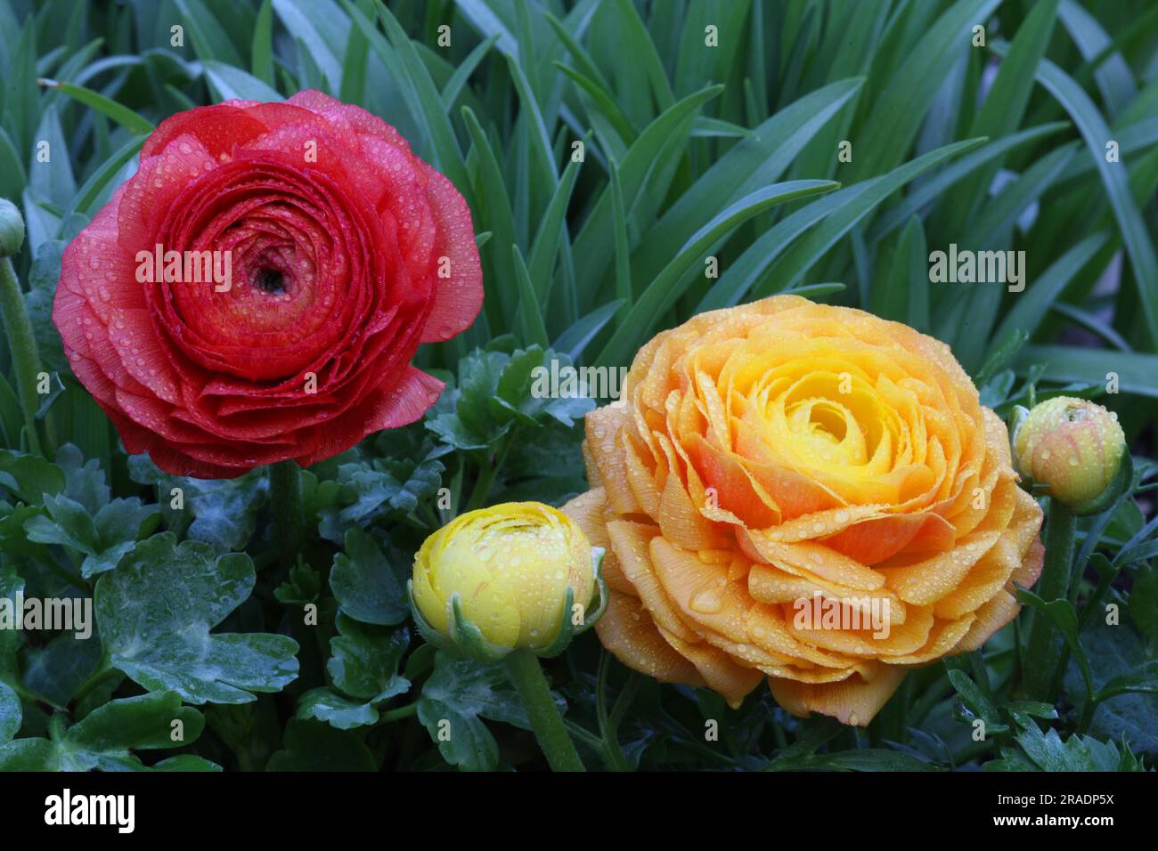 (Ranunculus) various colours Stock Photo - Alamy