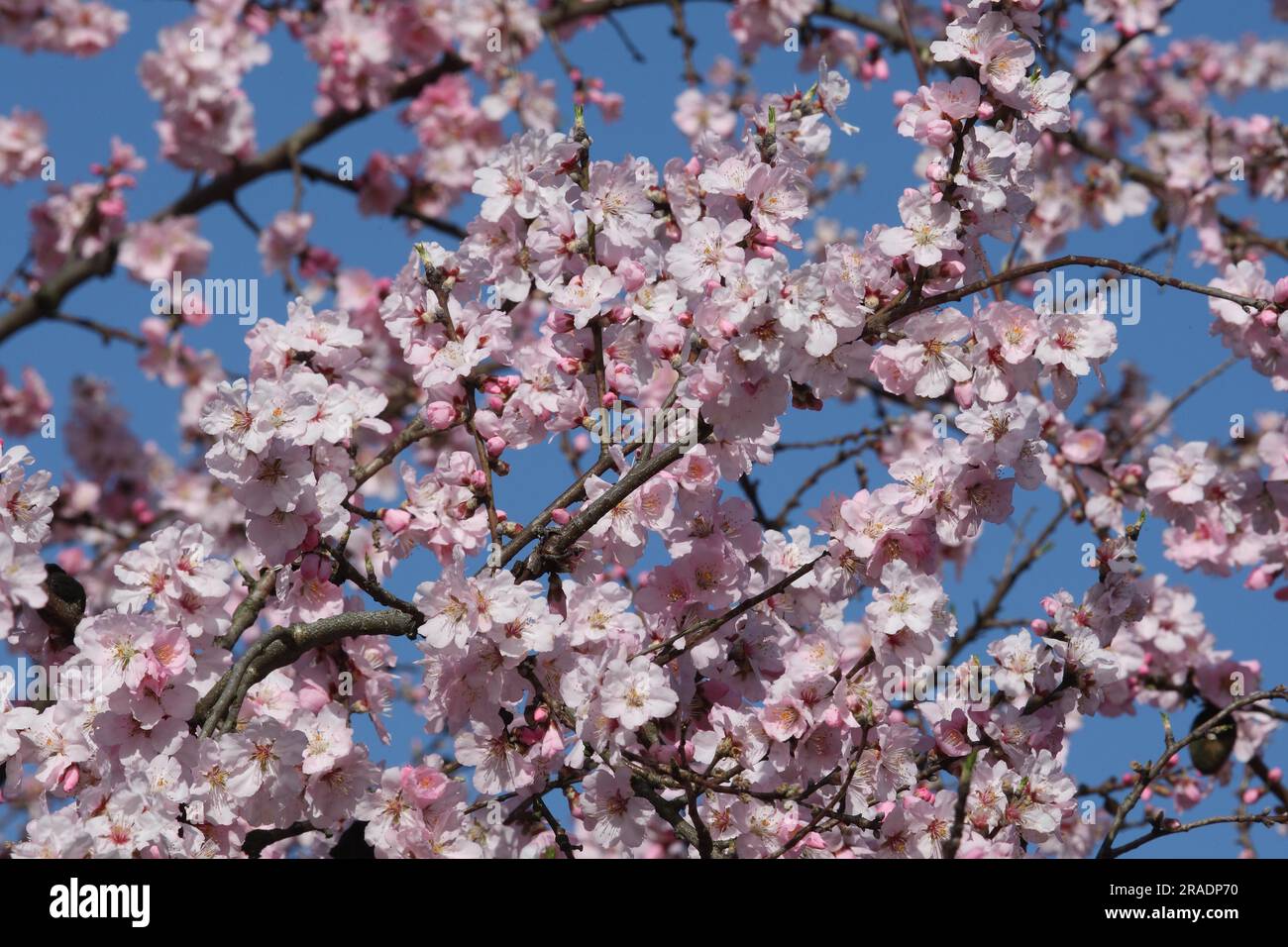 Almond tree blossom Stock Photo - Alamy