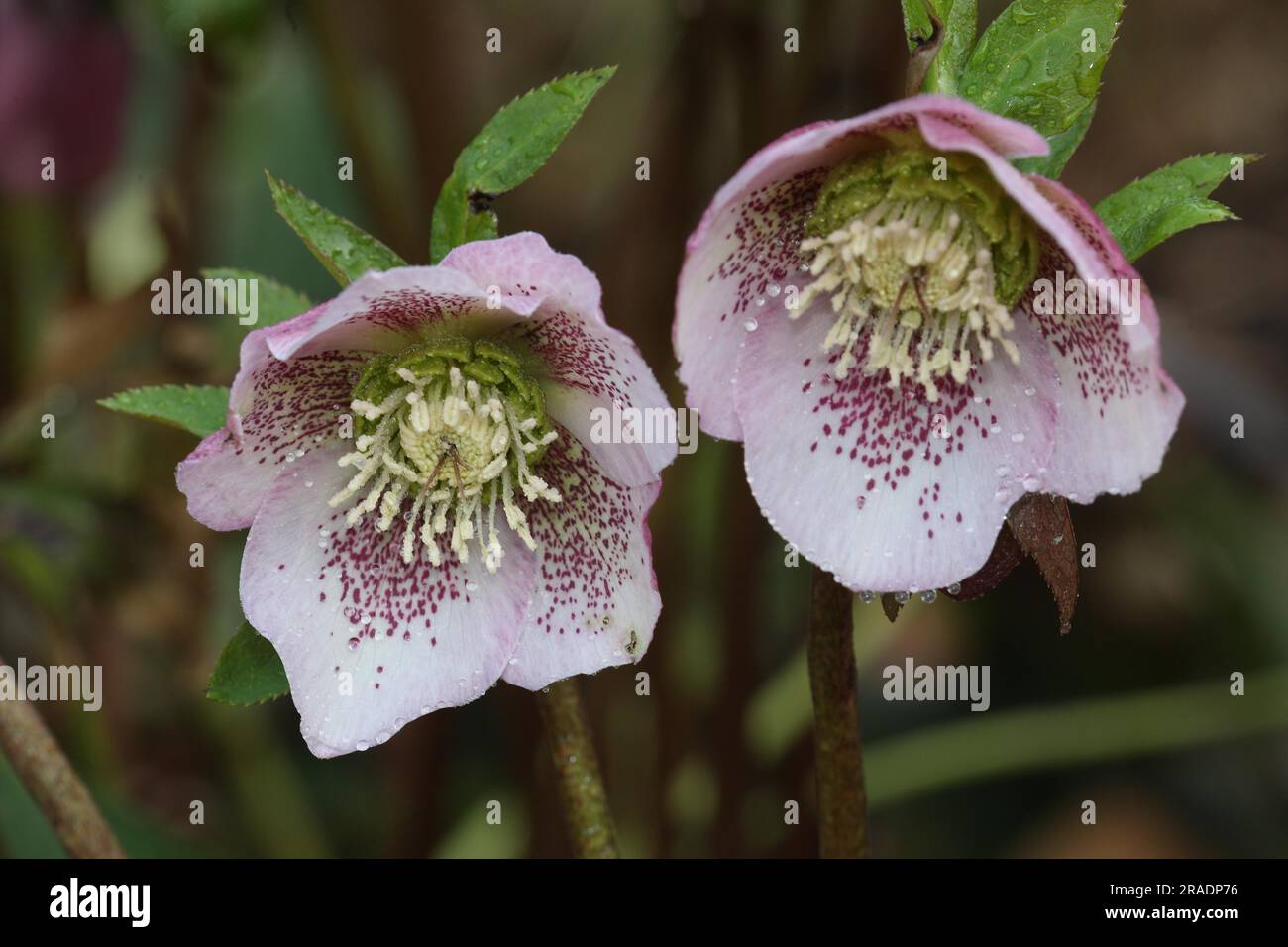 Spring Snow Lily Stock Photo - Alamy