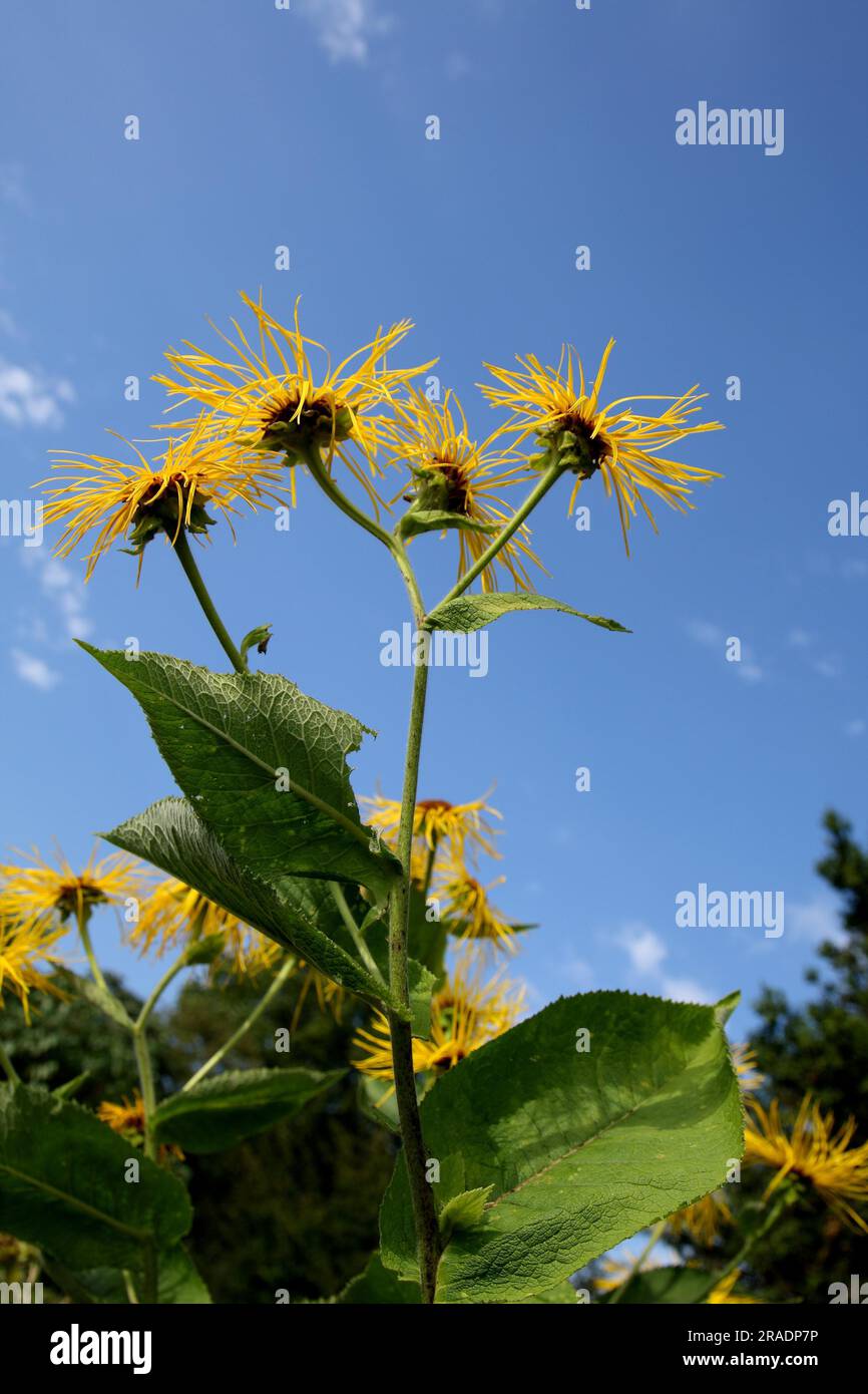 Elecampane flower hi-res stock photography and images - Alamy