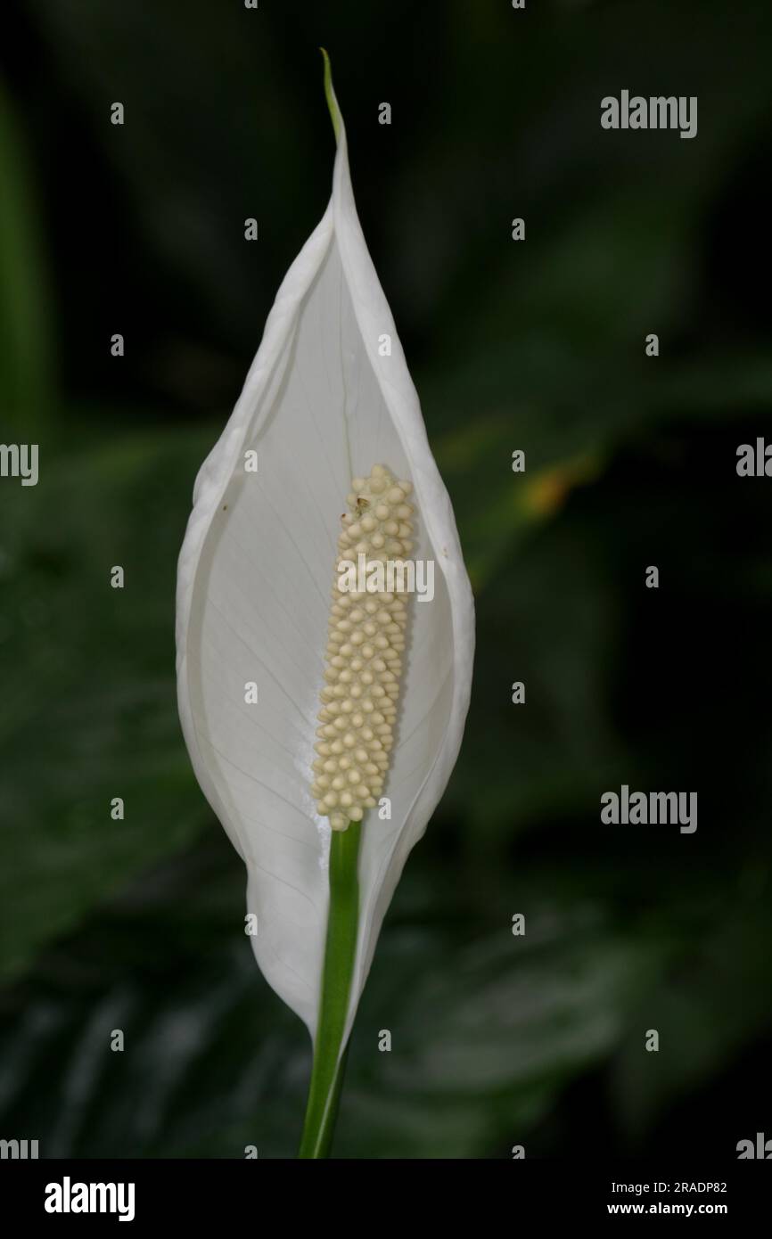 Vane leaf hi-res stock photography and images - Alamy