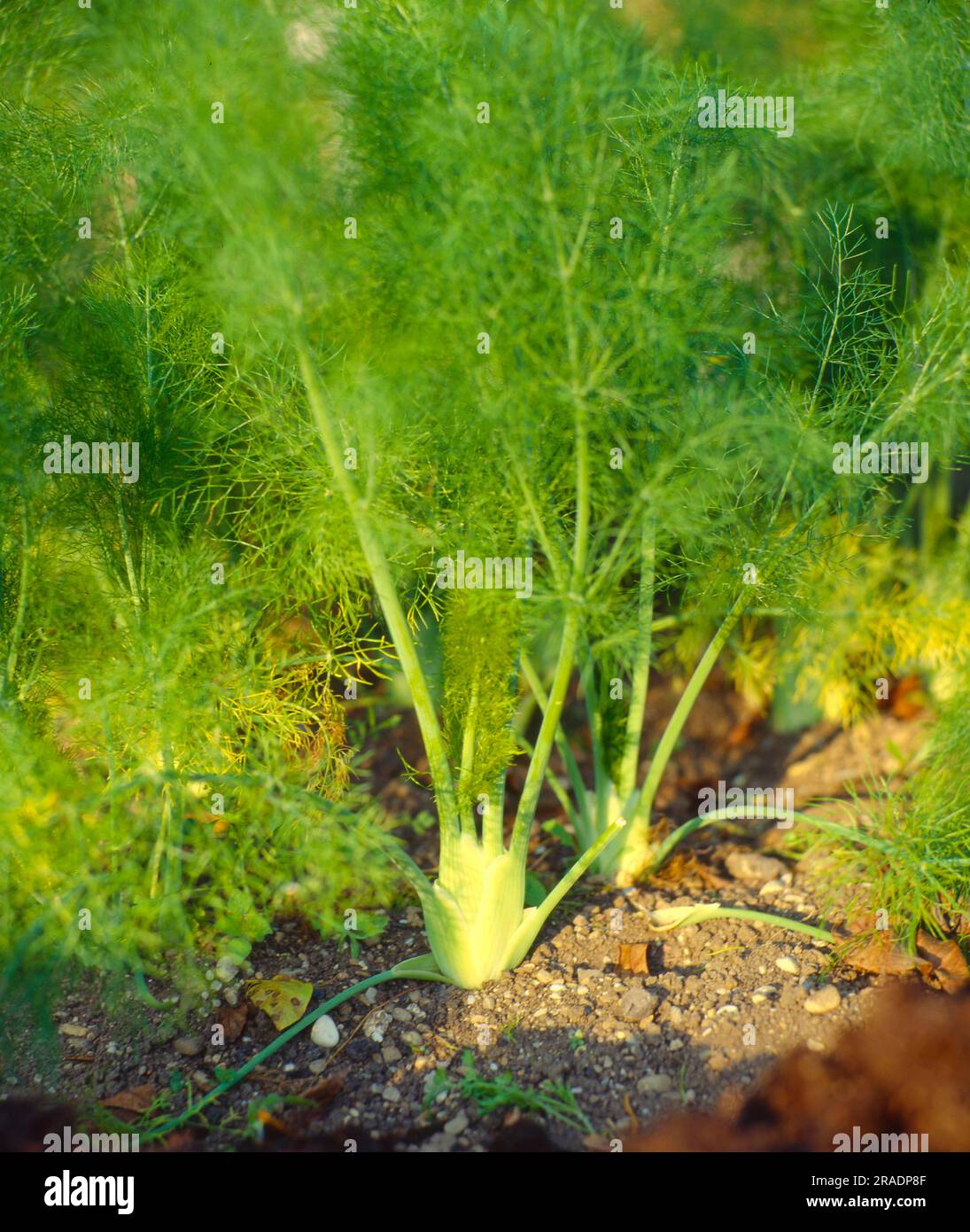 Bitter fennel hi-res stock photography and images - Alamy