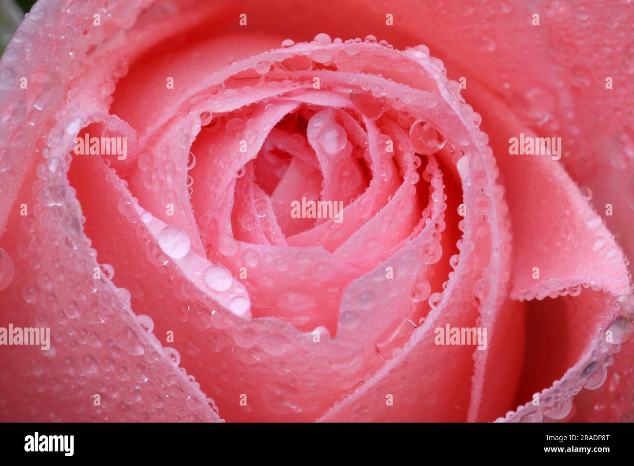 Rose with water drop Stock Photo - Alamy