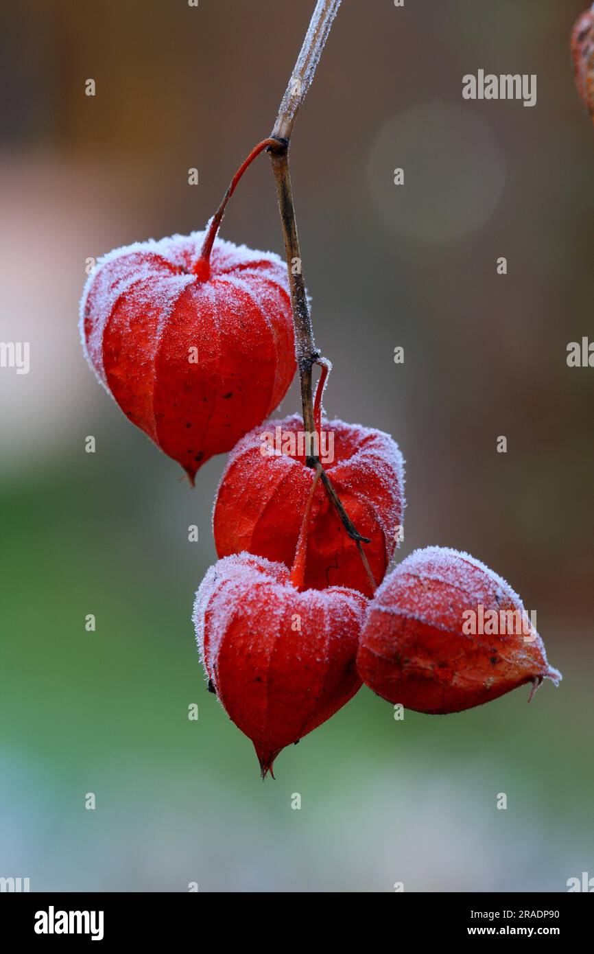Lampion flower hi-res stock photography and images - Alamy