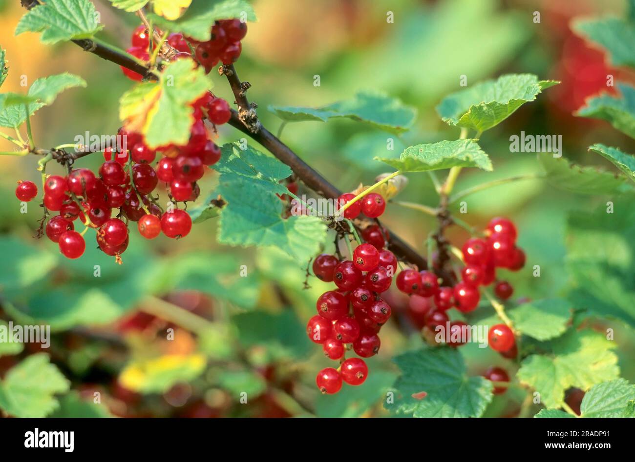 Ribes rubrum flower hi-res stock photography and images - Alamy