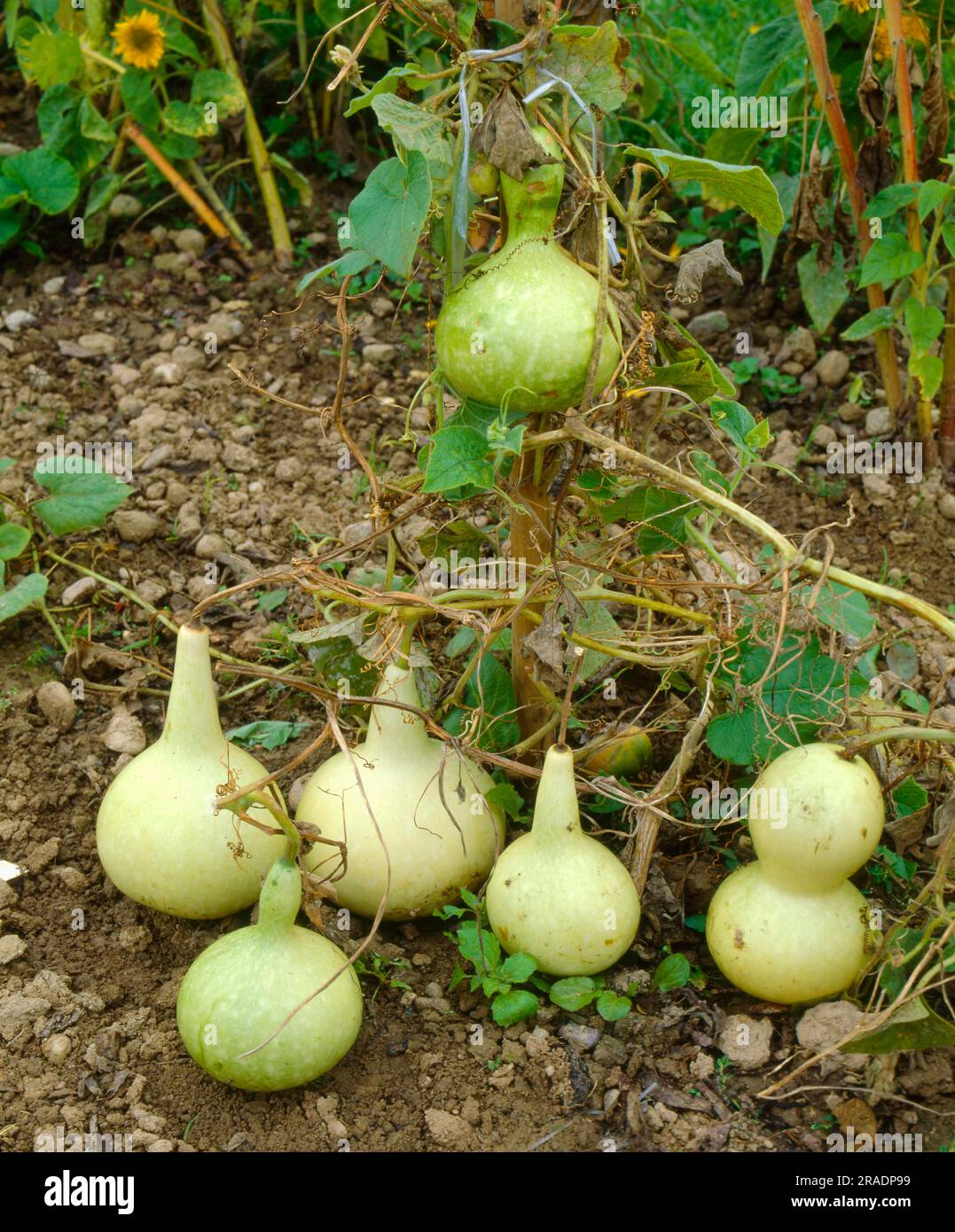 Vegetable garden, bottle gourd Stock Photo - Alamy