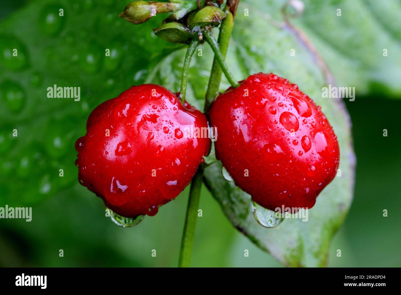 Cornell red hi-res stock photography and images - Alamy