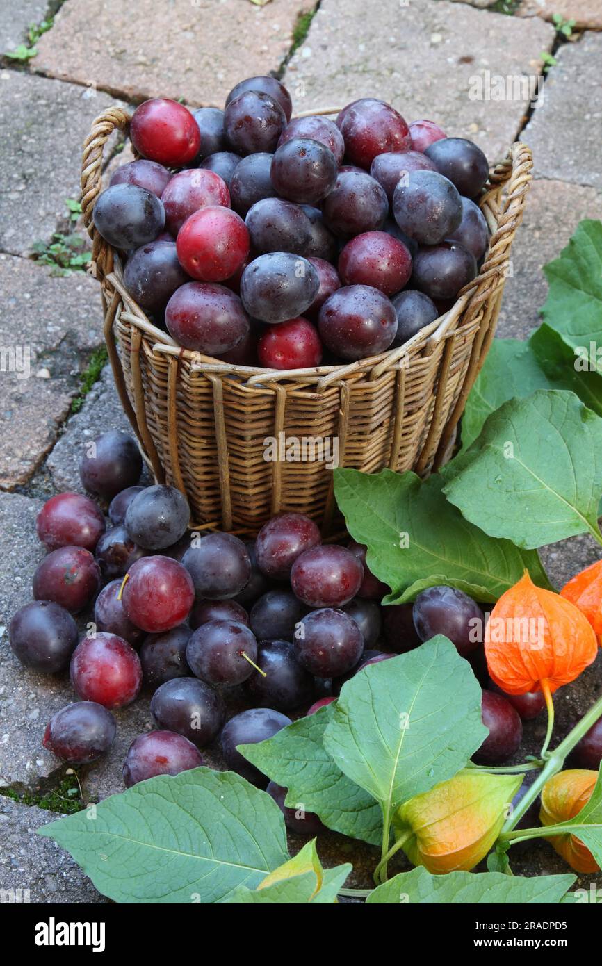 Reineclaude hi-res stock photography and images - Alamy