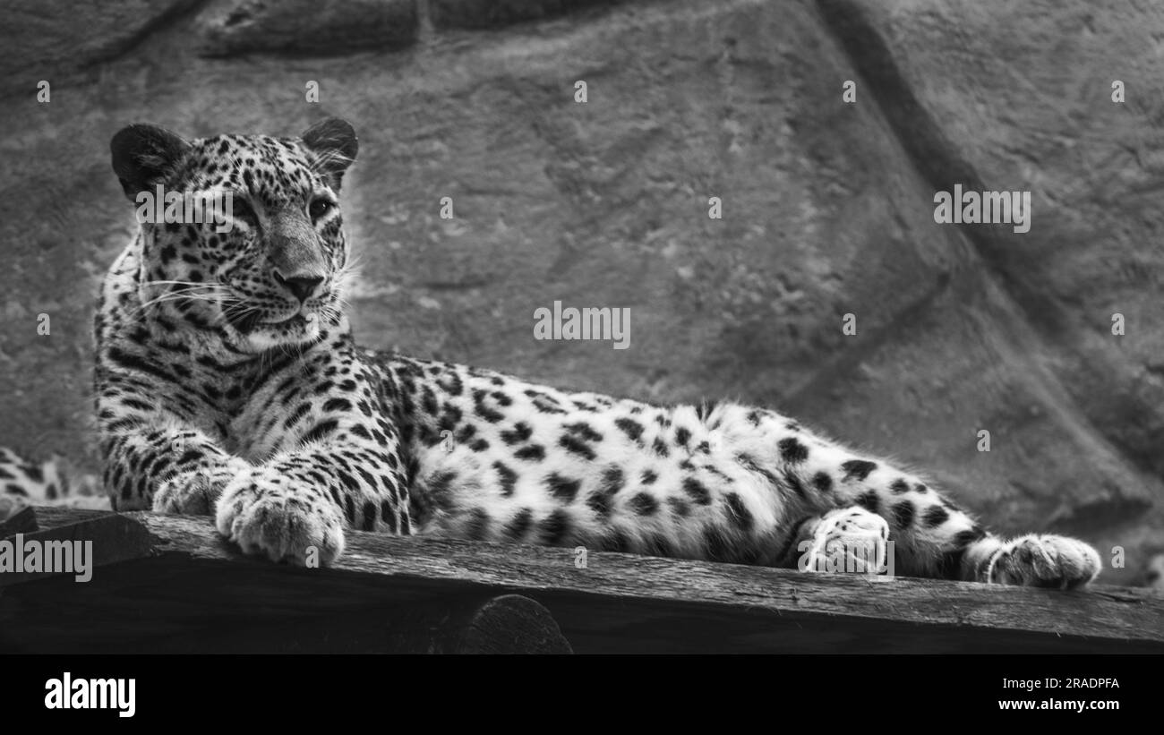 Pause animals Black and White Stock Photos & Images - Alamy