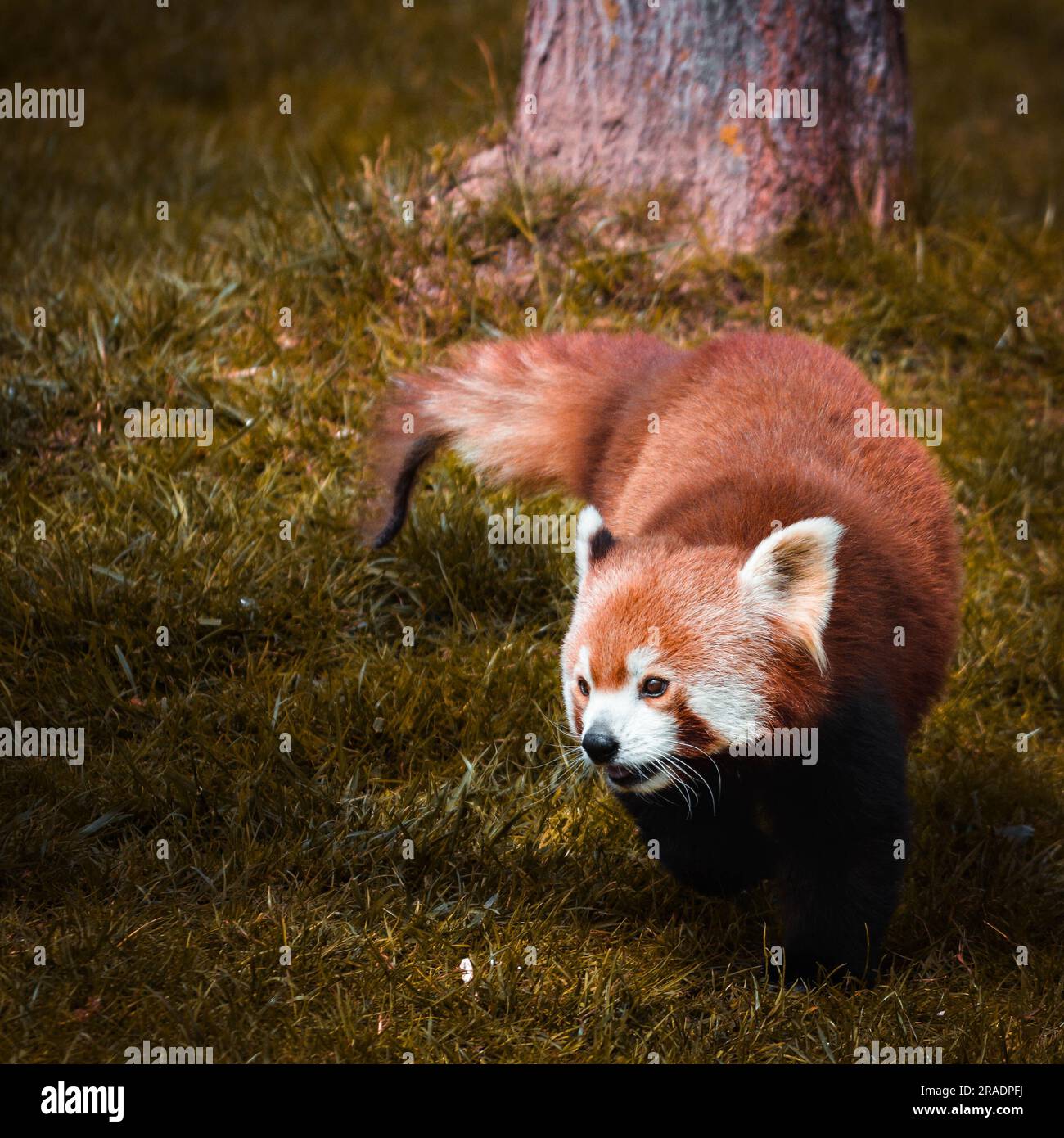 Panda roux hi-res stock photography and images - Alamy