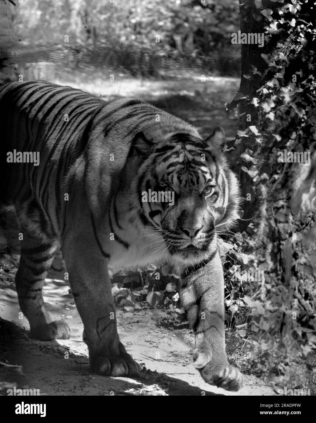 Moi symbole hi-res stock photography and images - Alamy