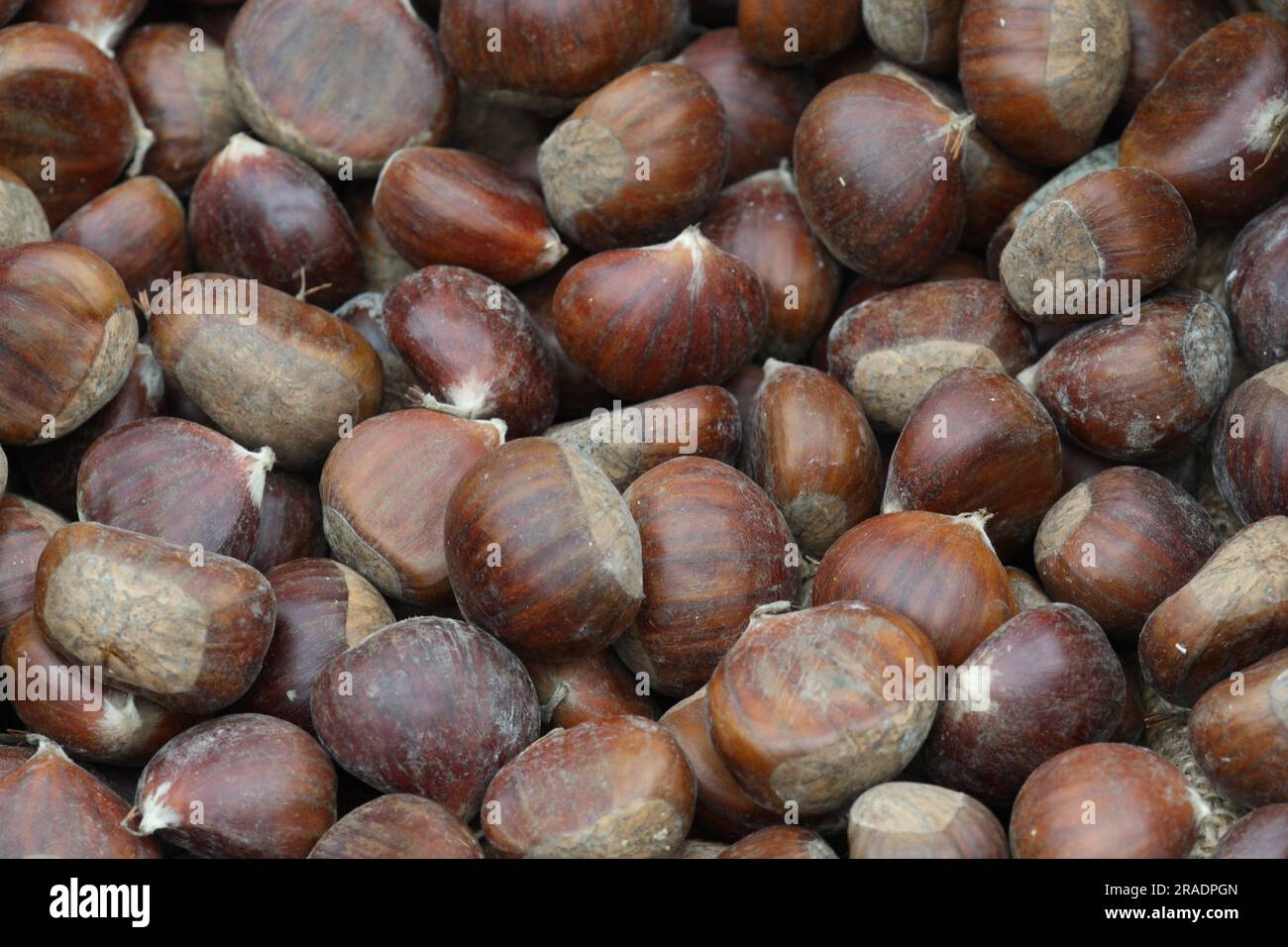 Sweet chestnut fruit Stock Photo - Alamy