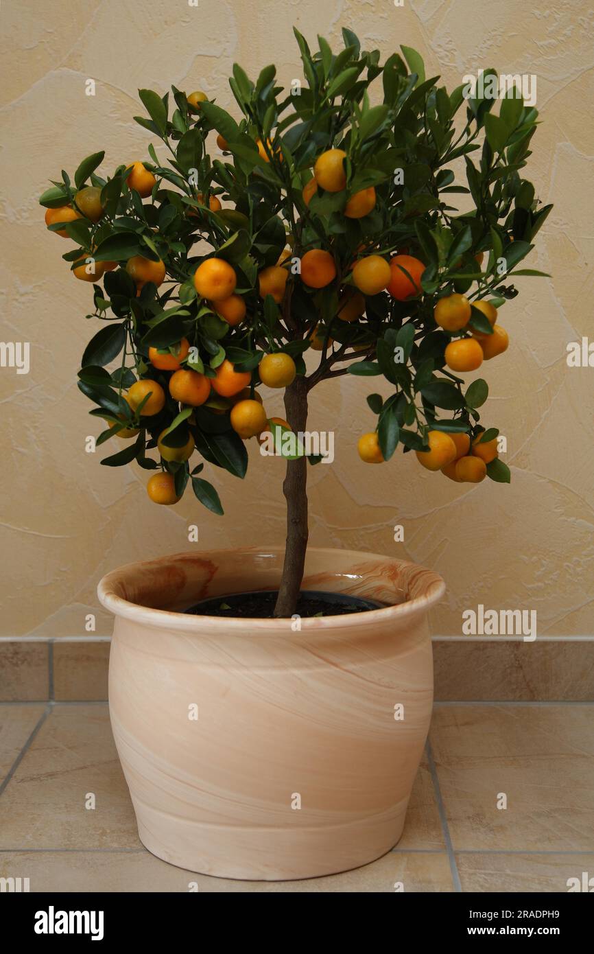 Dwarf citrus plant hi-res stock photography and images - Alamy