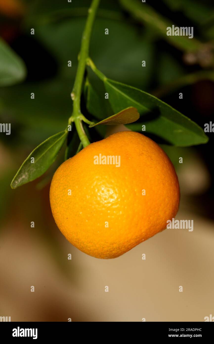 Dwarf citrus plant hi-res stock photography and images - Alamy