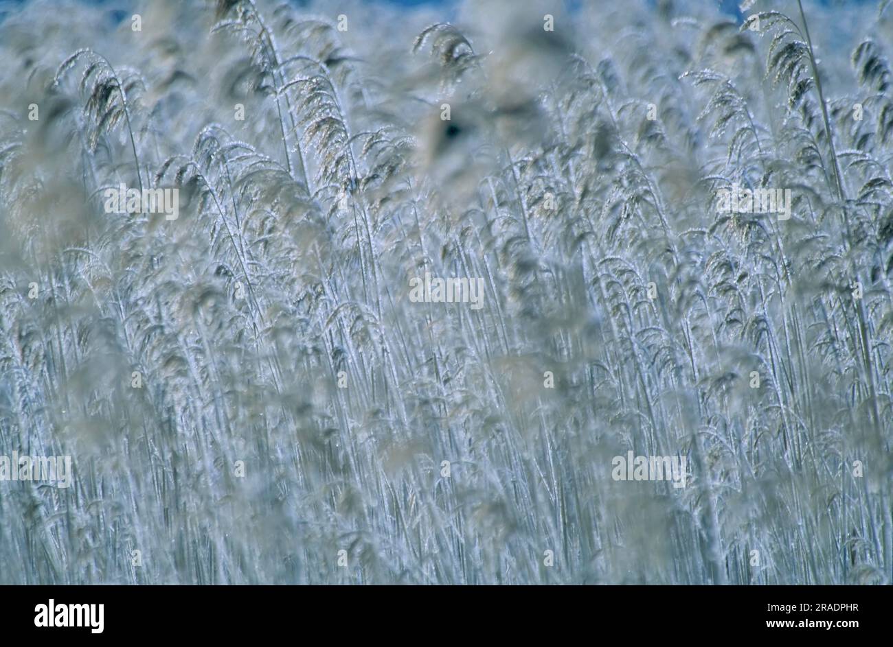 Frost capped hi-res stock photography and images - Alamy
