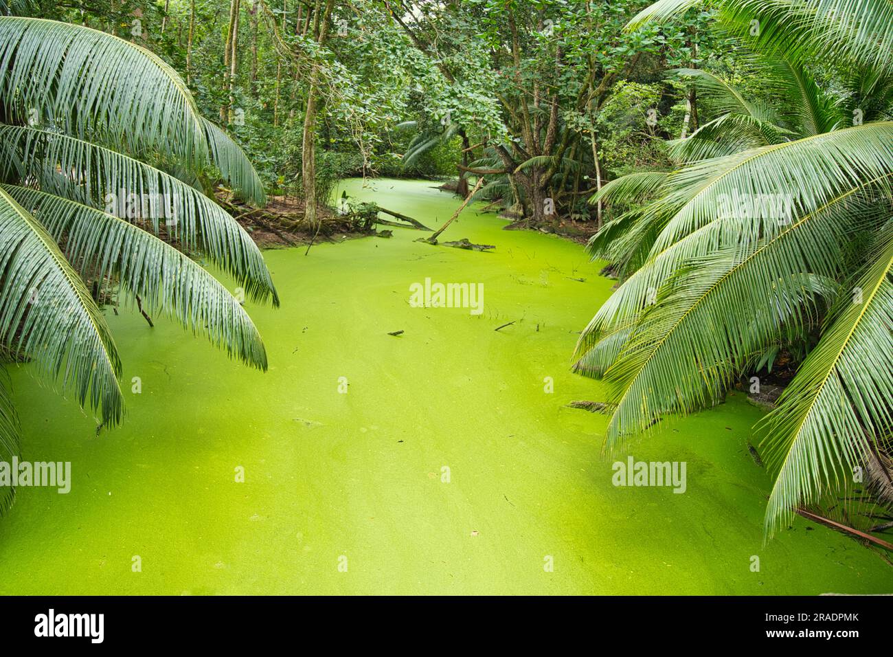 green algae and polluted wetland near the shore of anse intendance ...