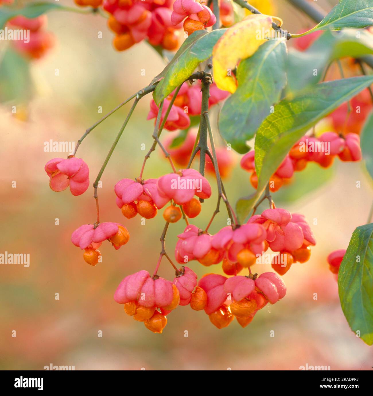 European spindle ( Euonymus europaeus Stock Photo - Alamy