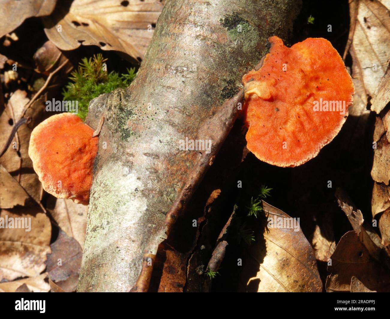 Cinnabar polypore (Pycnoporus cinnabarinus), cinnabar sponge on beech ...