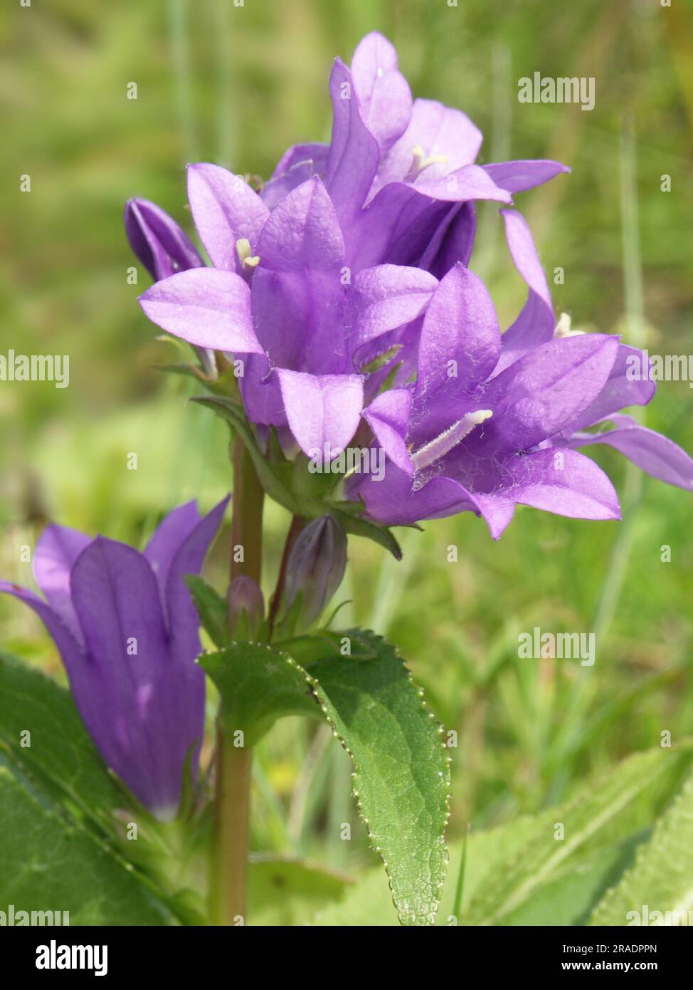 Clustered bellflower (Campanula glomerata Stock Photo - Alamy
