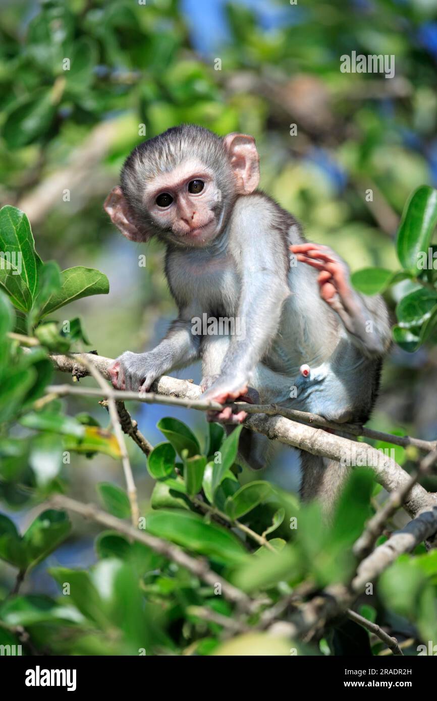 Vervet monkey (Cercopithecus aethiops), Kruger National Park, South ...
