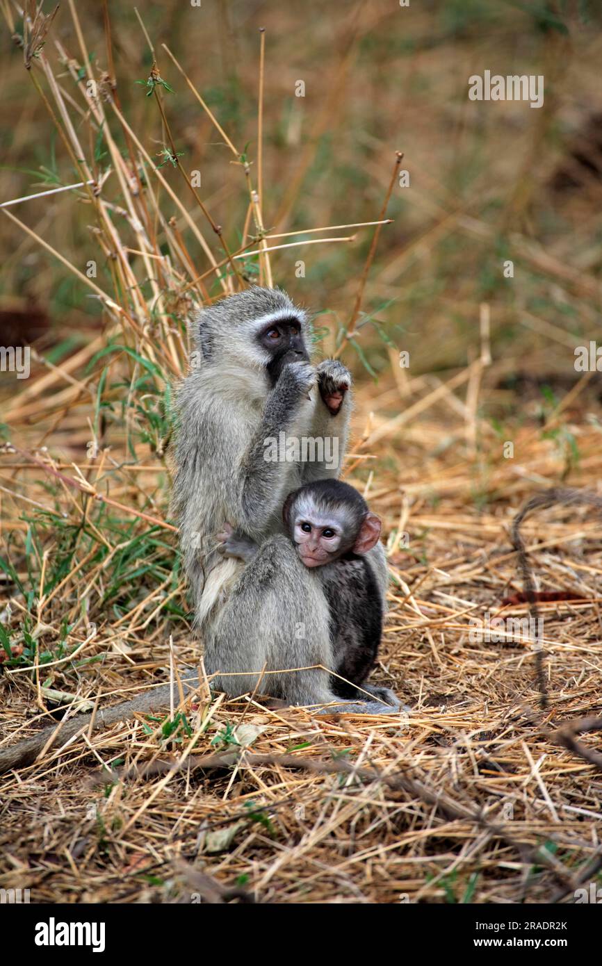 Vervet monkey (Cercopithecus aethiops), Kruger National Park, South ...