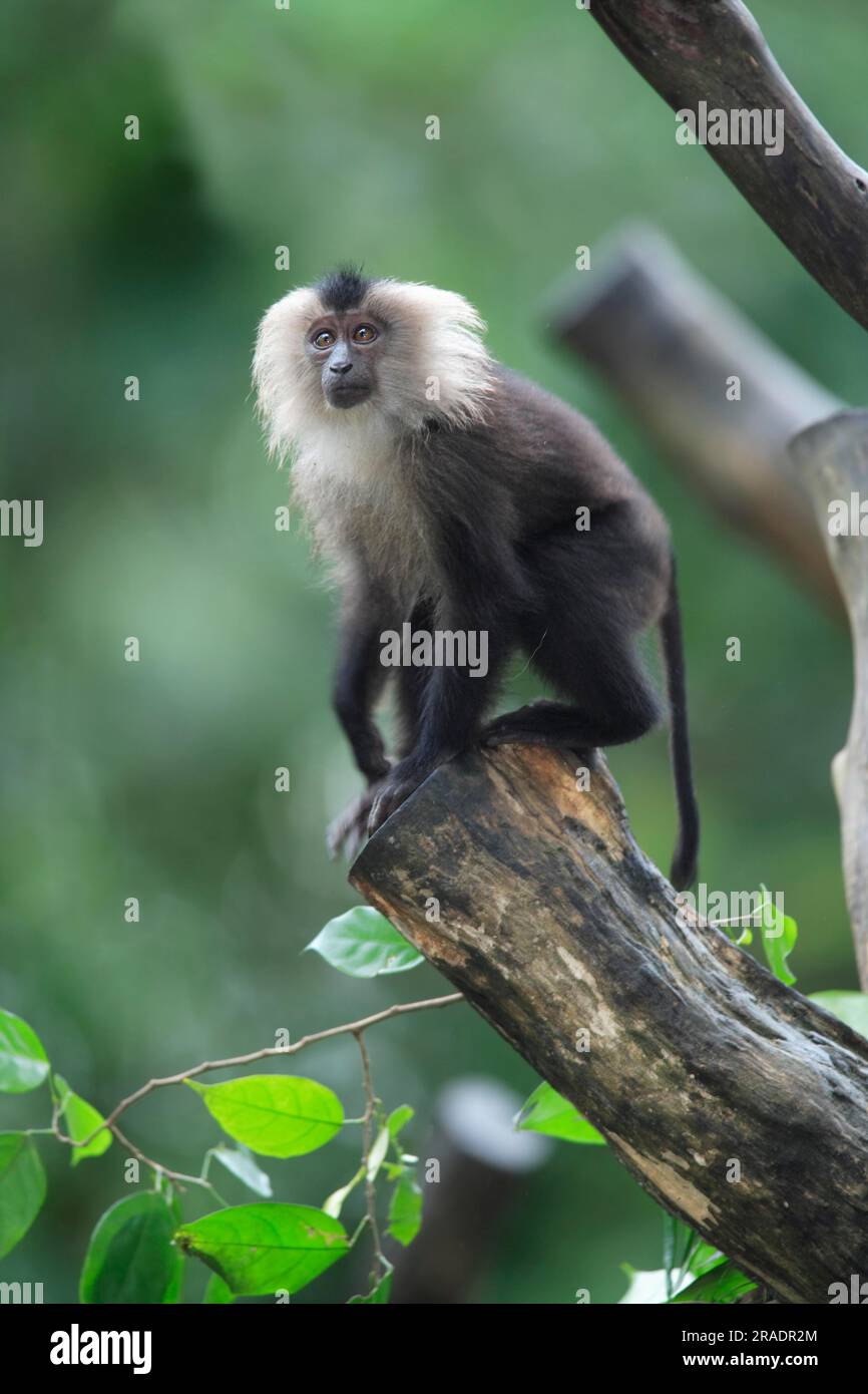 Wanderu, lion-tailed macaque (Macaca silenus), India, on tree, young ...