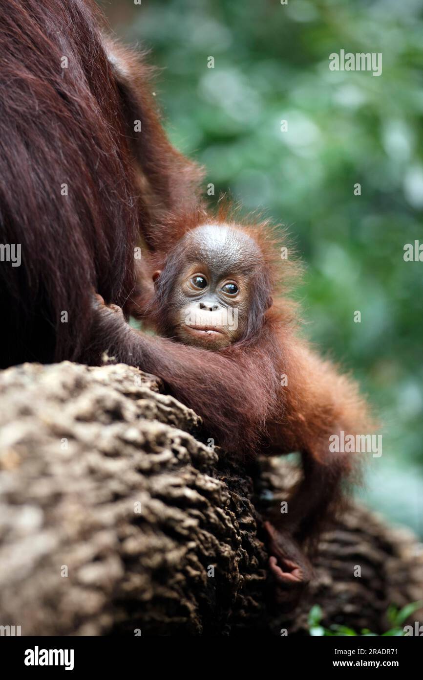 Orang Utan, young, on tree, baby Orang Utan, Asia Orang Utan, Asia ...