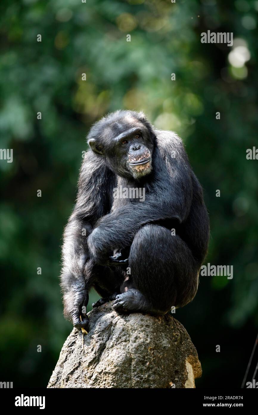 Central chimpanzee (Pan troglodytes troglodytes), Adult, male ...