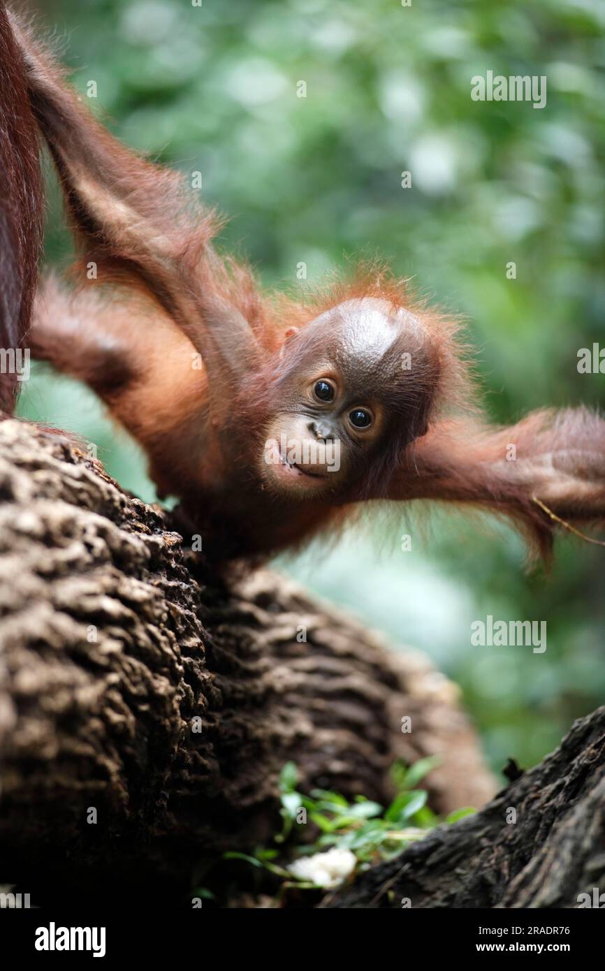 Orang Utan, young, on tree, baby Orang Utan, Asia Orang Utan, Asia ...