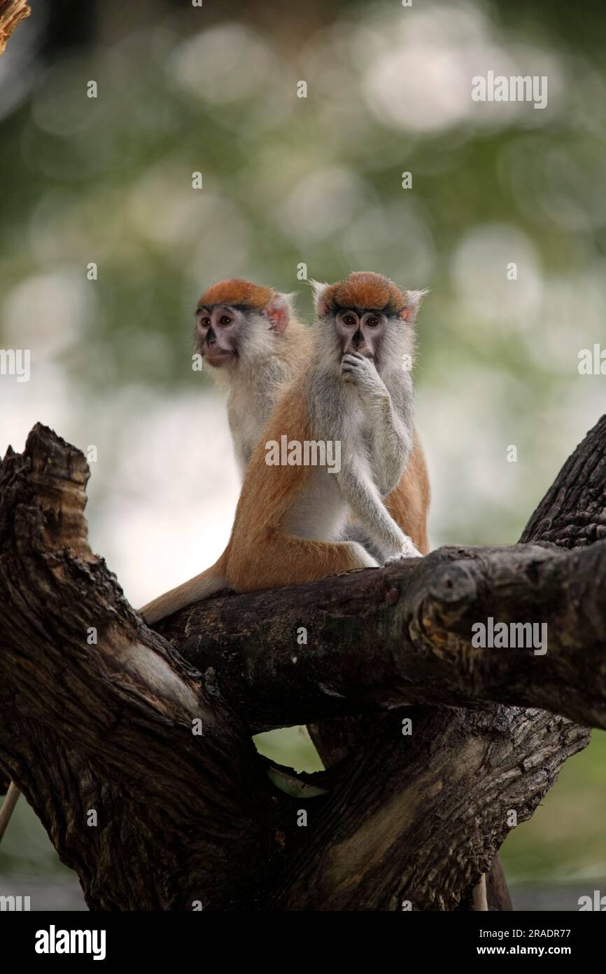 Common patas monkey (Erythrocebus patas patas), West Africa, Gambia ...