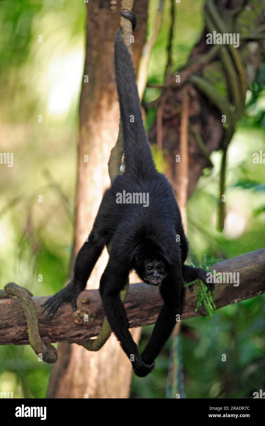 Black red-faced spider monkey (Ateles paniscus), adult, on tree ...