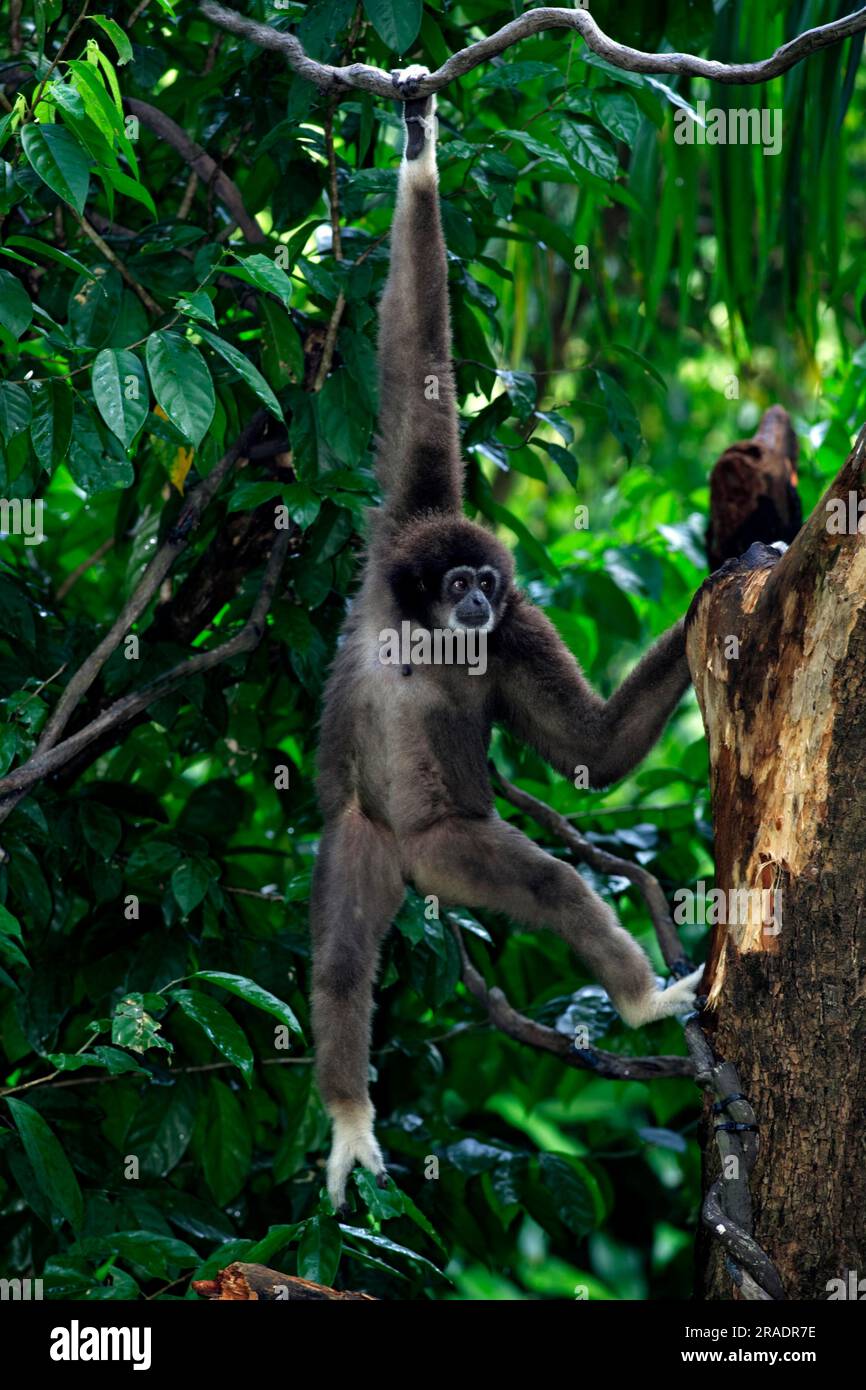 White-handed gibbon (Hylobates lar), Adult, on tree, hanging White ...