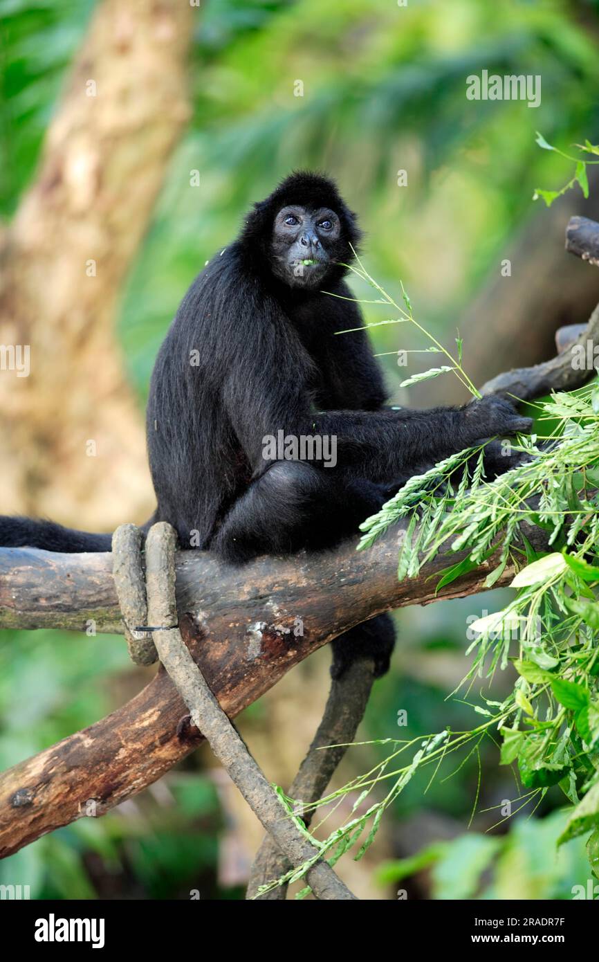 Black red-faced spider monkey (Ateles paniscus), Adult, on tree Black ...